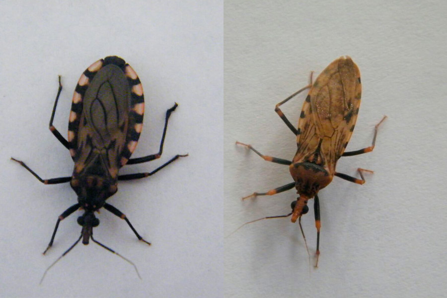Nuevo brote de Chagas afecta a toda una familia en vereda La Patimena ...