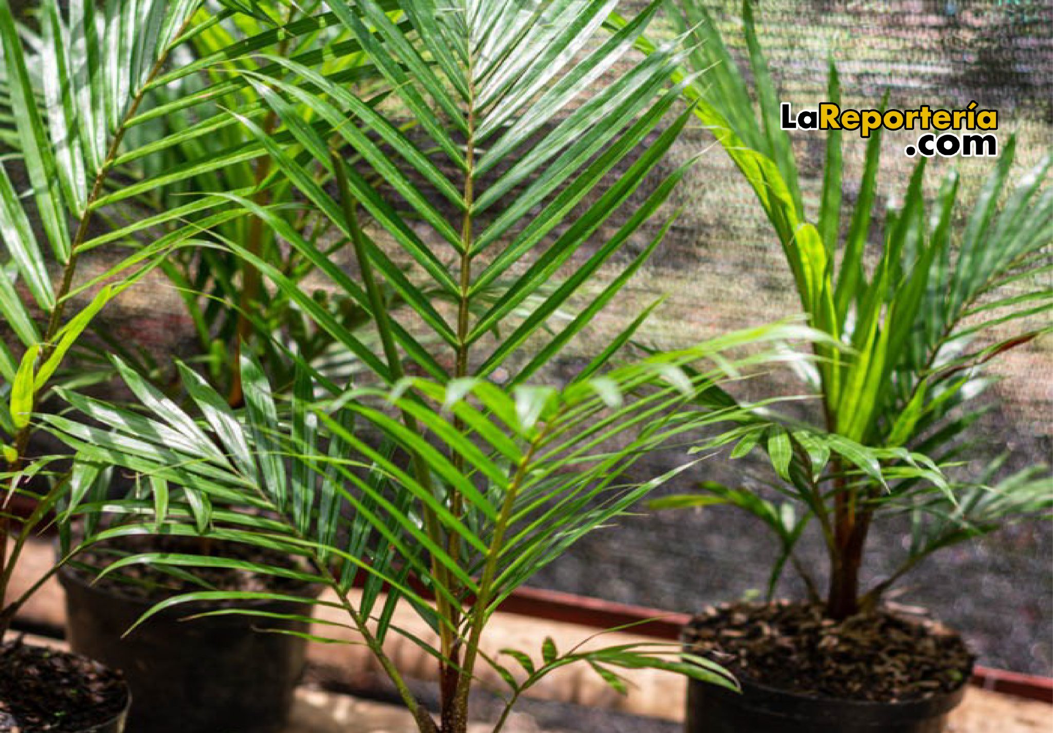 Más de 36 mil plántulas de palma de Areca serán donadas para este ...