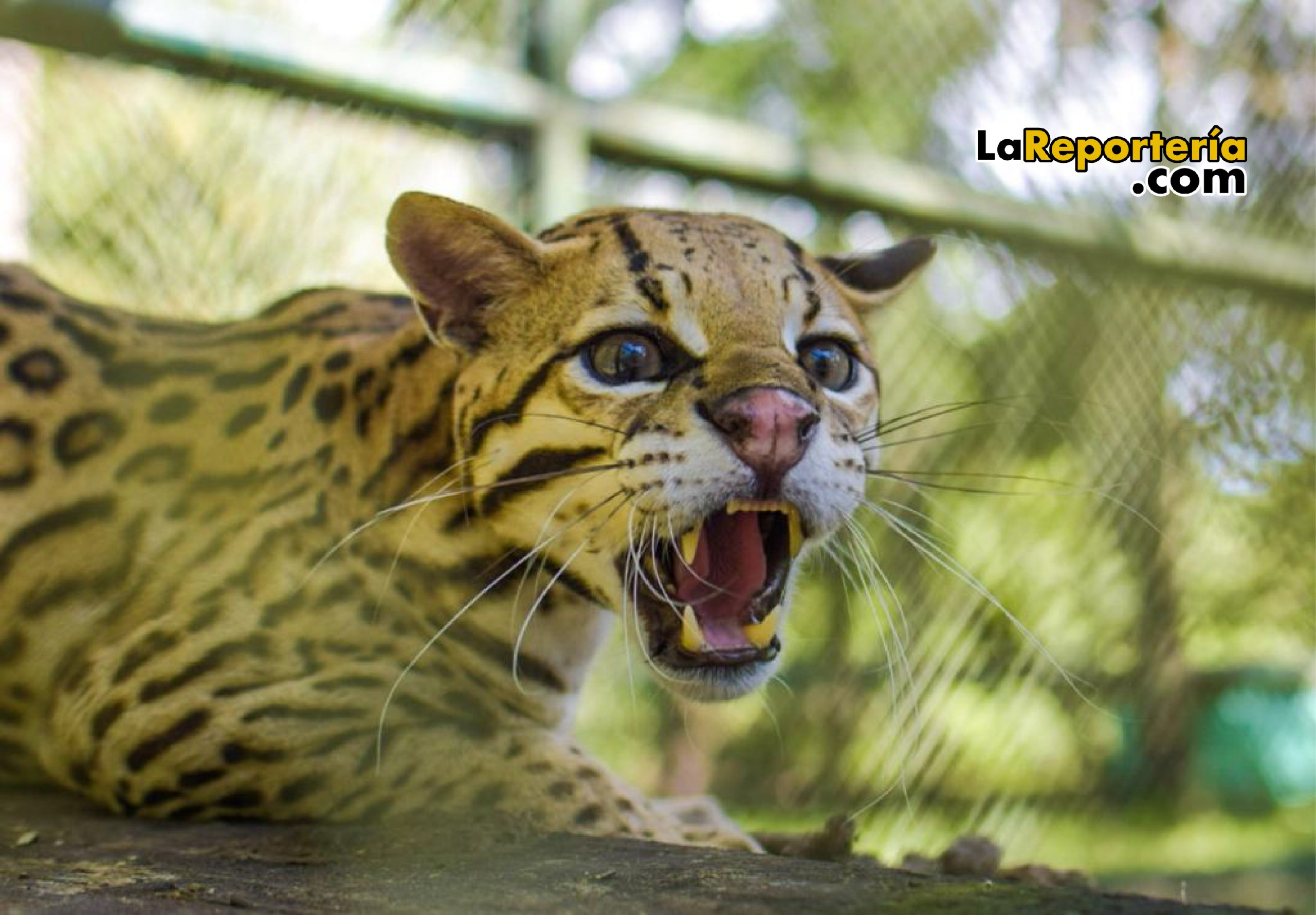 ¡De regreso a la Libertad! Tigrillo que fue herido de muerte por ...