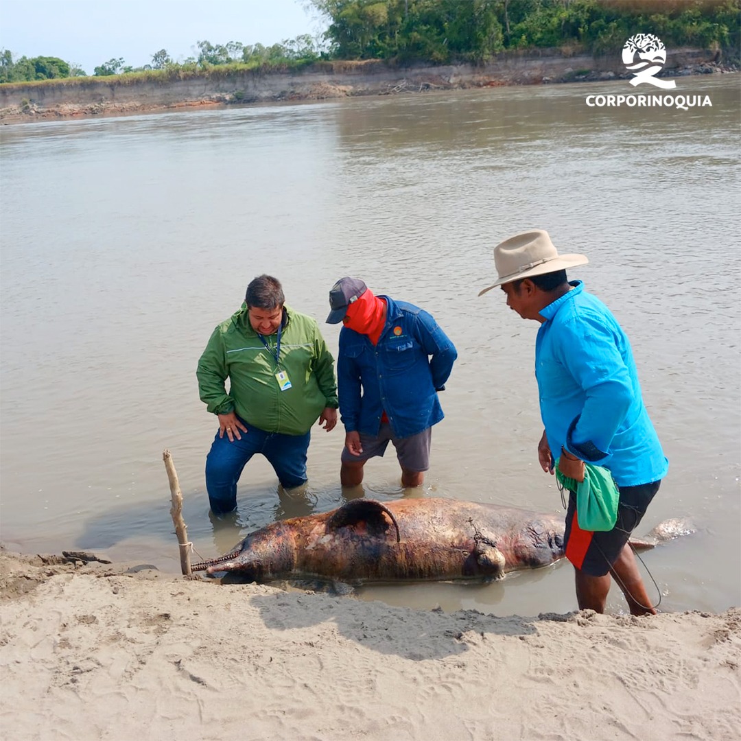 Hallazgo de Tonina muerta en el río en Tauramena alerta sobre la ...